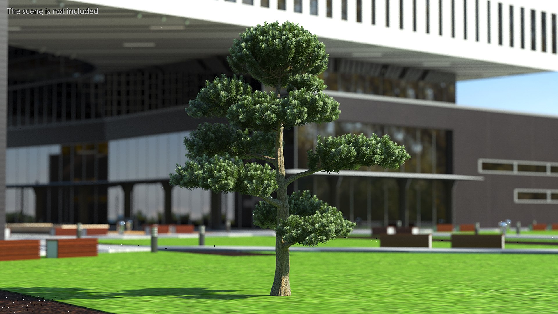 Podocarpus Evergreen Tree 3D model - TurboSquid 1789463