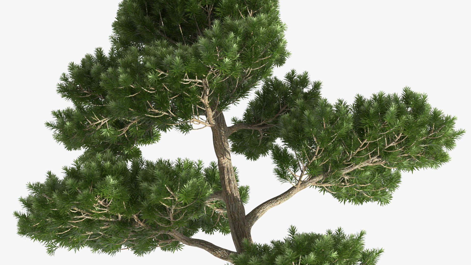 Podocarpus Evergreen Tree 3D Model - TurboSquid 1789463