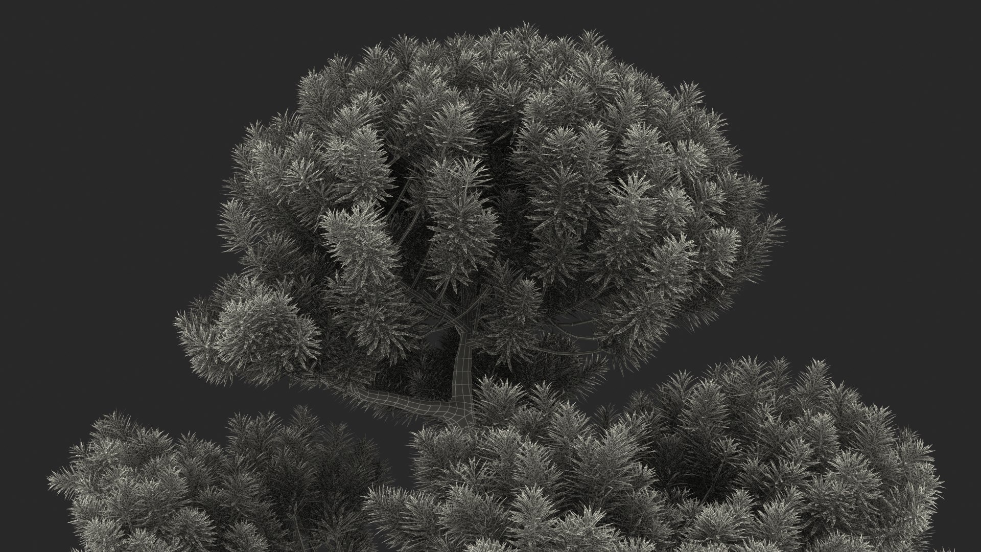 Podocarpus Evergreen Tree 3D Model - TurboSquid 1789463