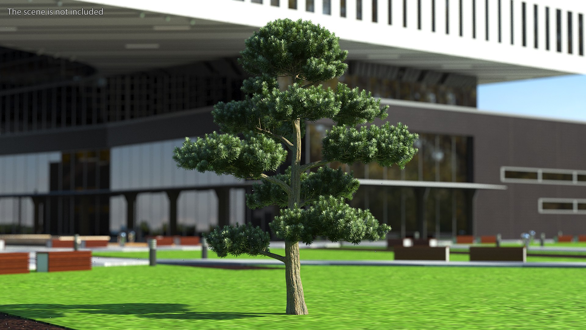 Podocarpus Evergreen Tree 3D Model - TurboSquid 1789463