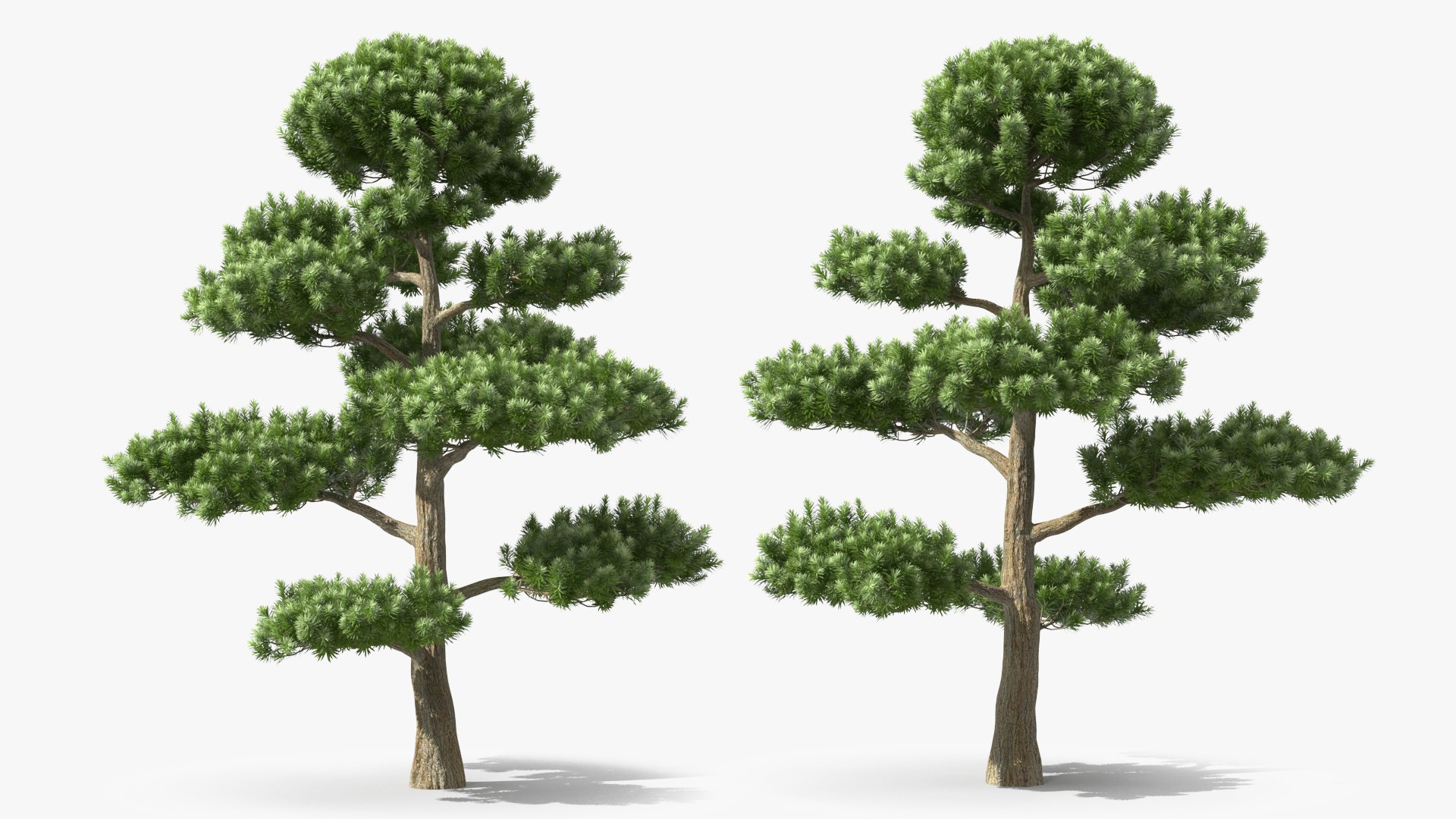 Podocarpus Evergreen Tree 3D Model - TurboSquid 1789463