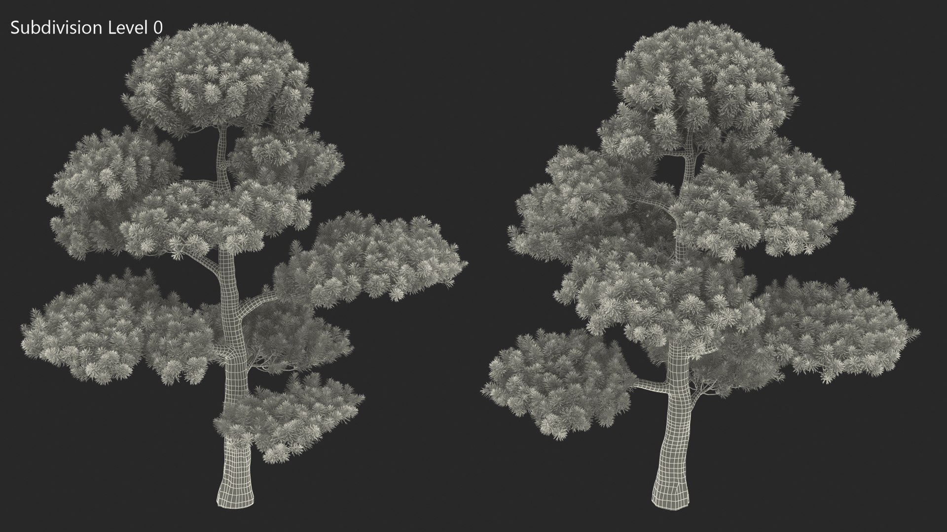 Podocarpus Evergreen Tree 3D Model - TurboSquid 1789463