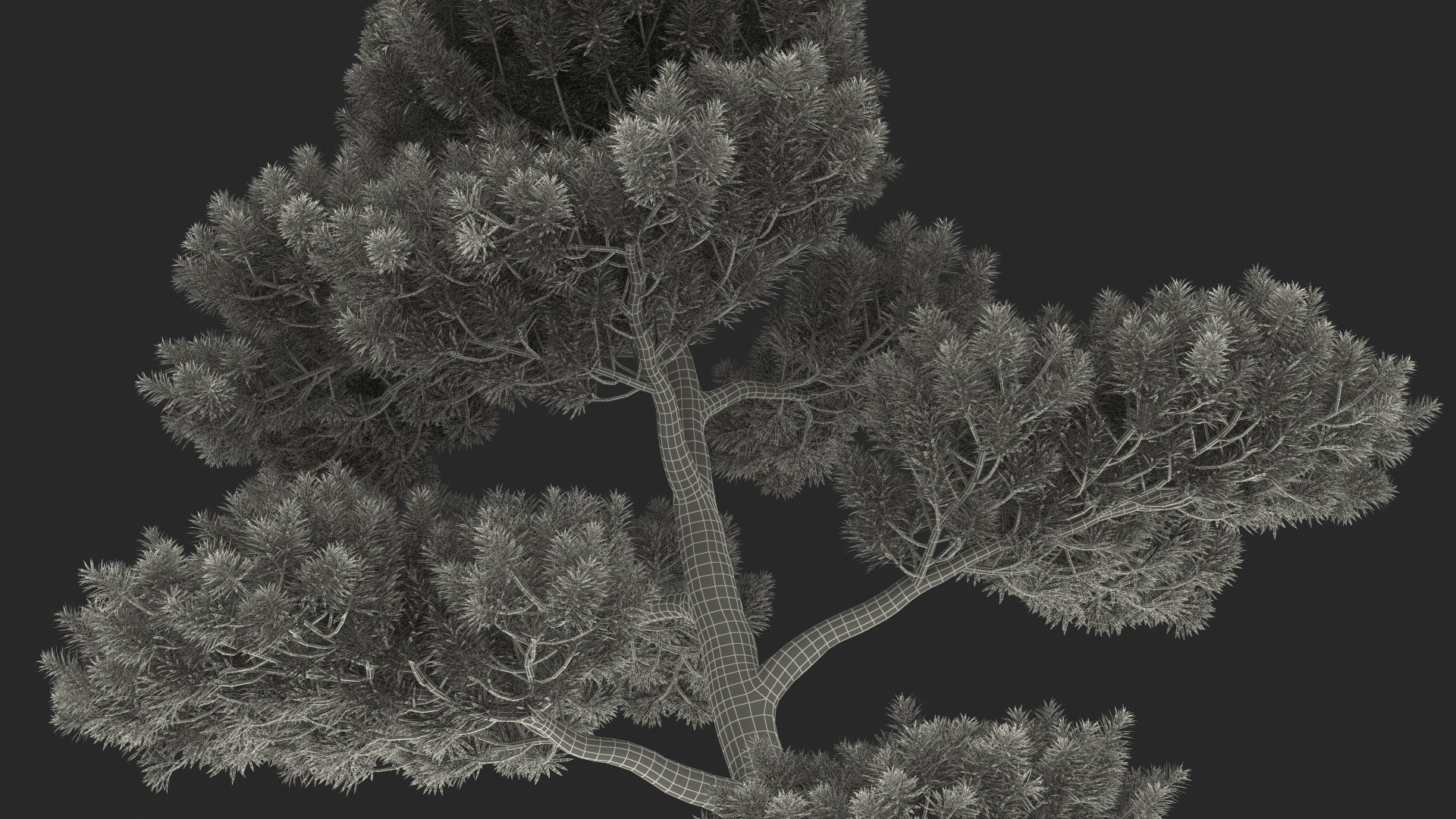 Podocarpus Evergreen Tree 3D model - TurboSquid 1789463