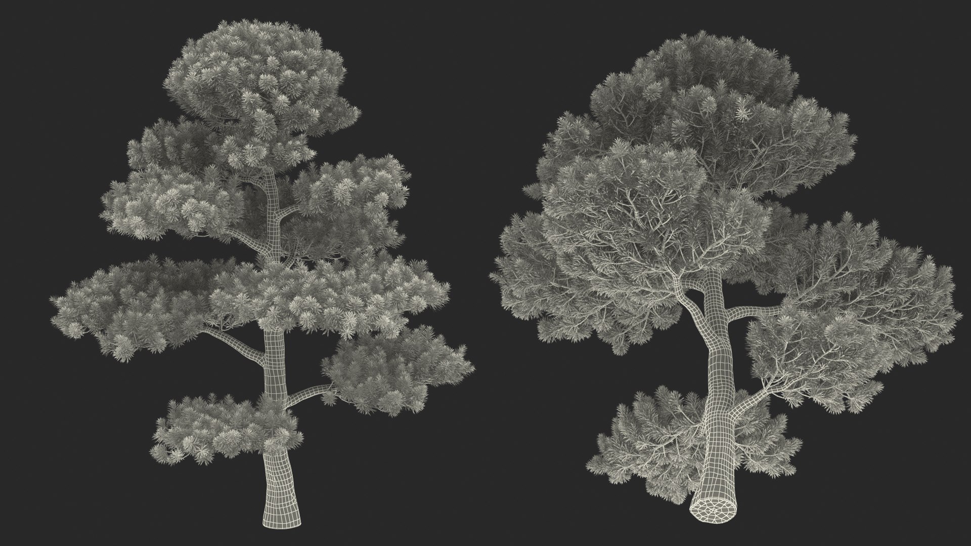 Podocarpus Evergreen Tree 3D model - TurboSquid 1789463