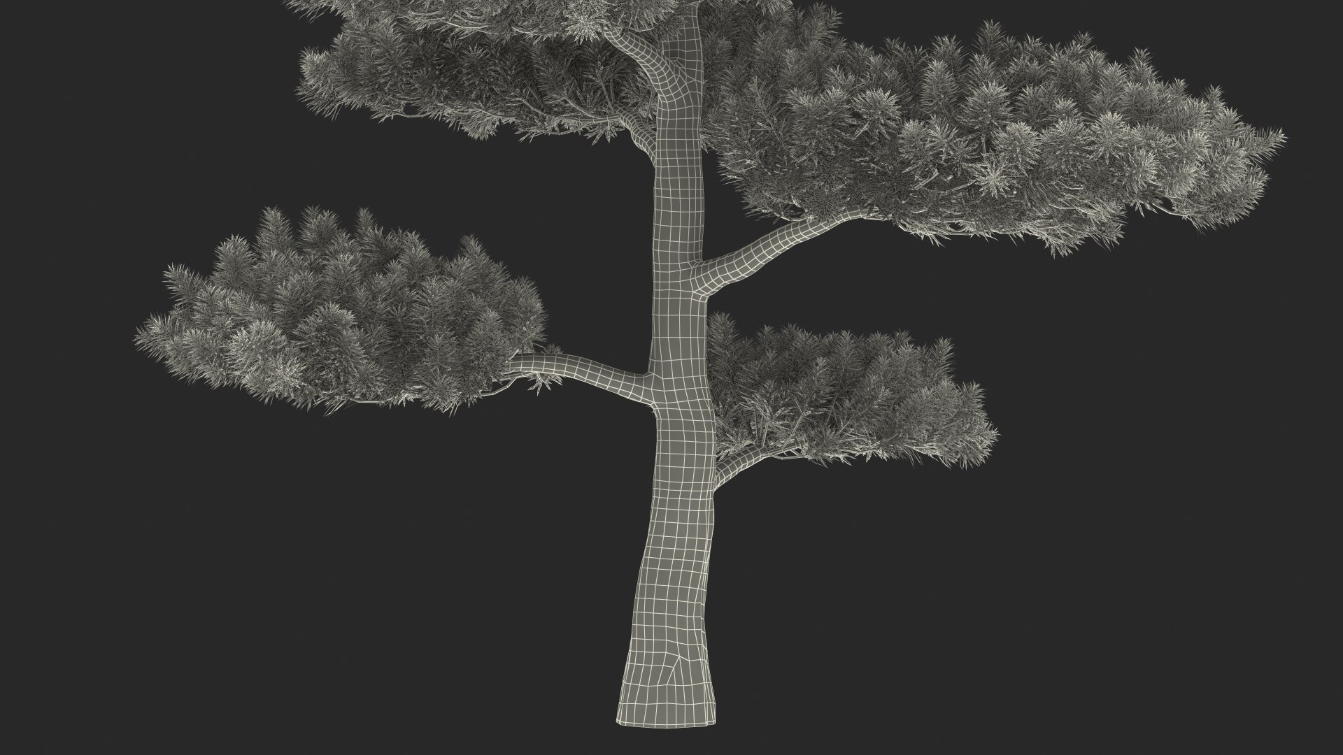 Podocarpus Evergreen Tree 3D model - TurboSquid 1789463