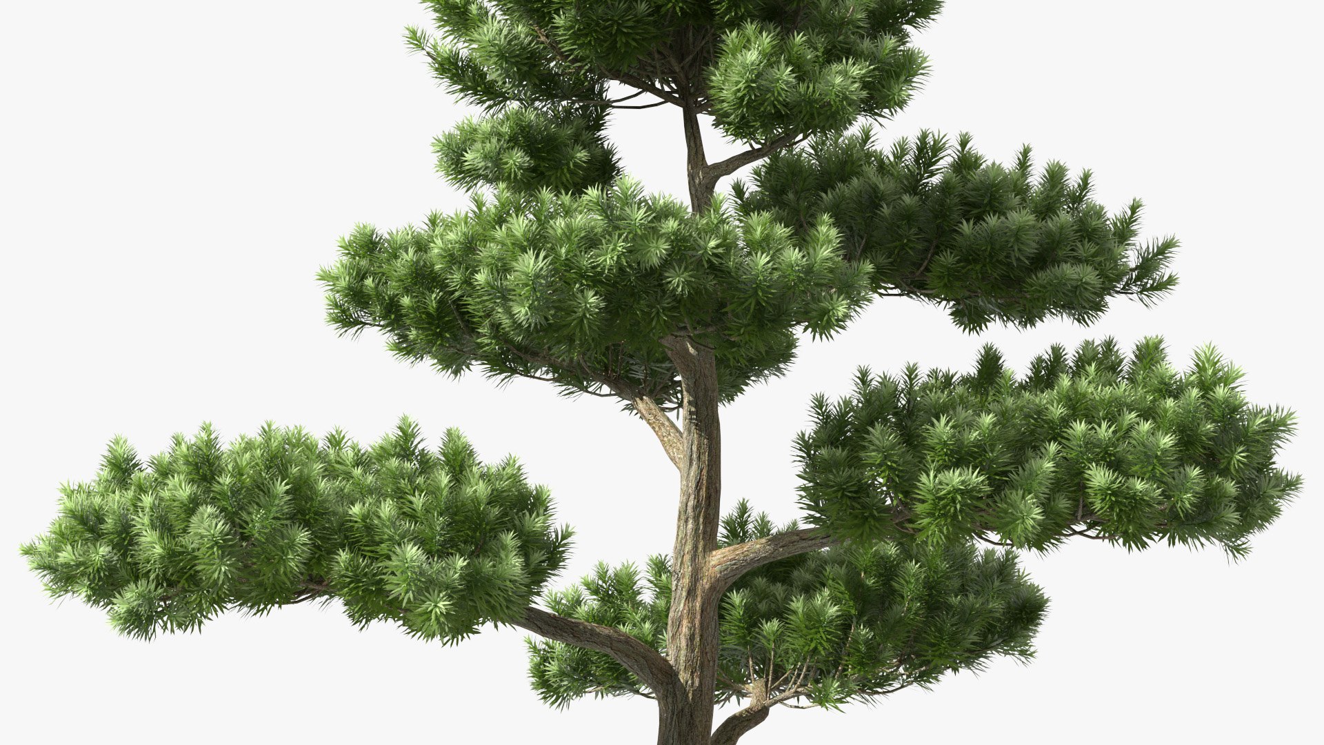 Podocarpus Evergreen Tree 3D Model - TurboSquid 1789463