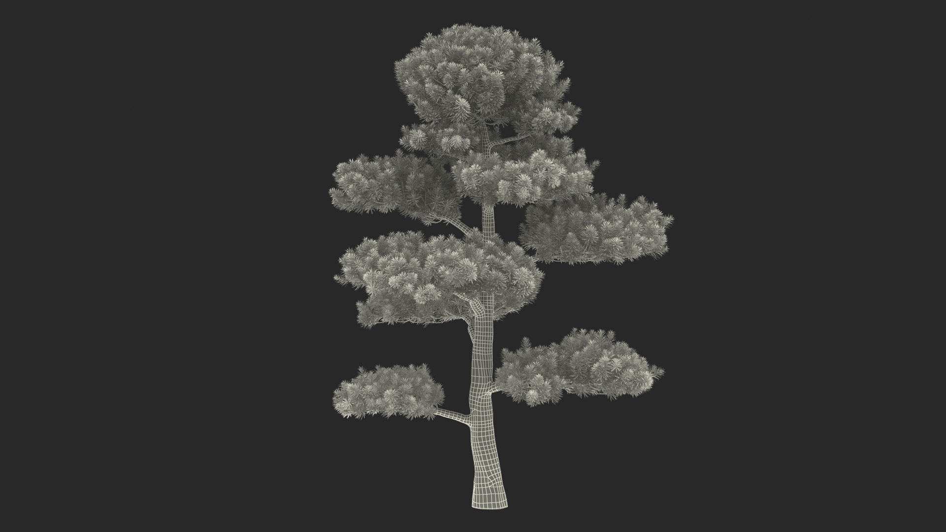 Podocarpus Evergreen Tree 3D Model - TurboSquid 1789463