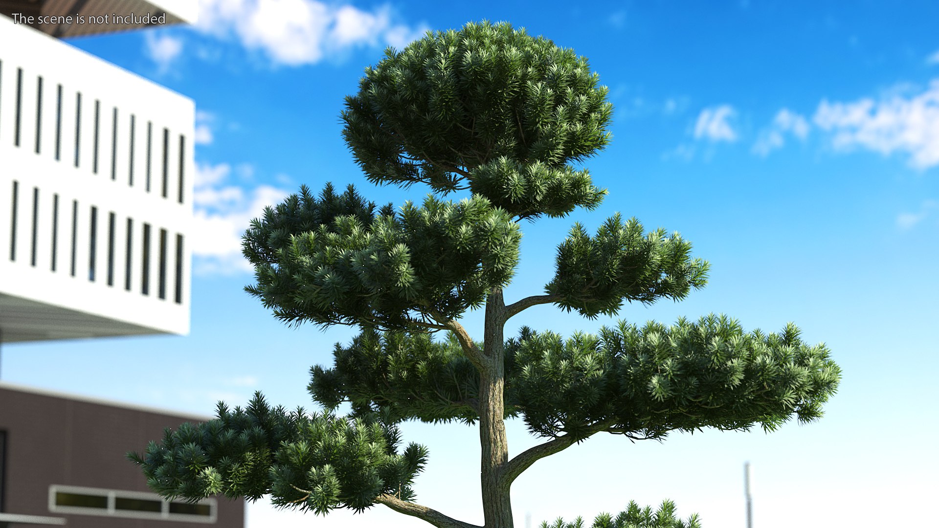 Podocarpus Evergreen Tree 3D Model - TurboSquid 1789463