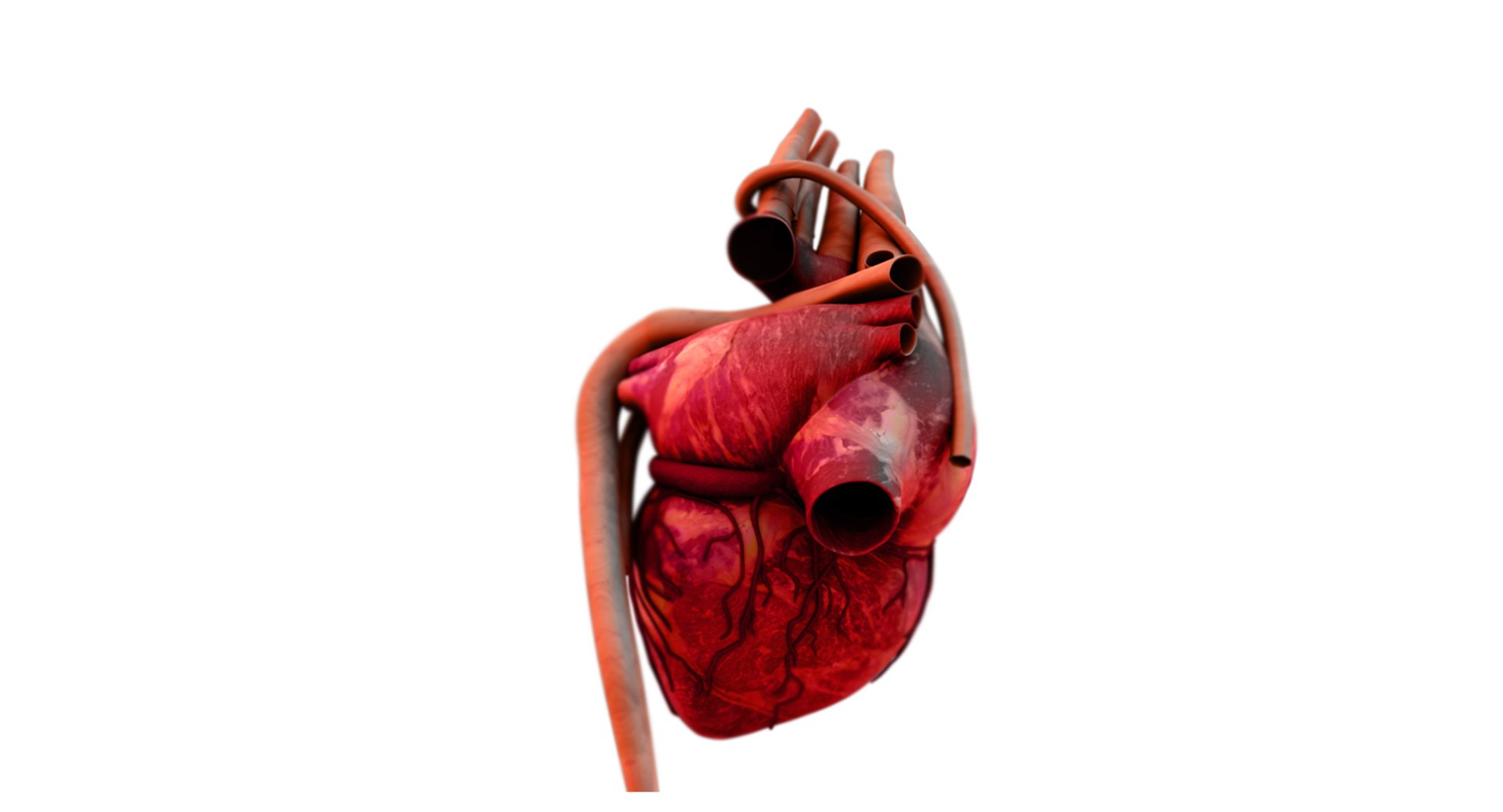 3D Heart Model - TurboSquid 1512630