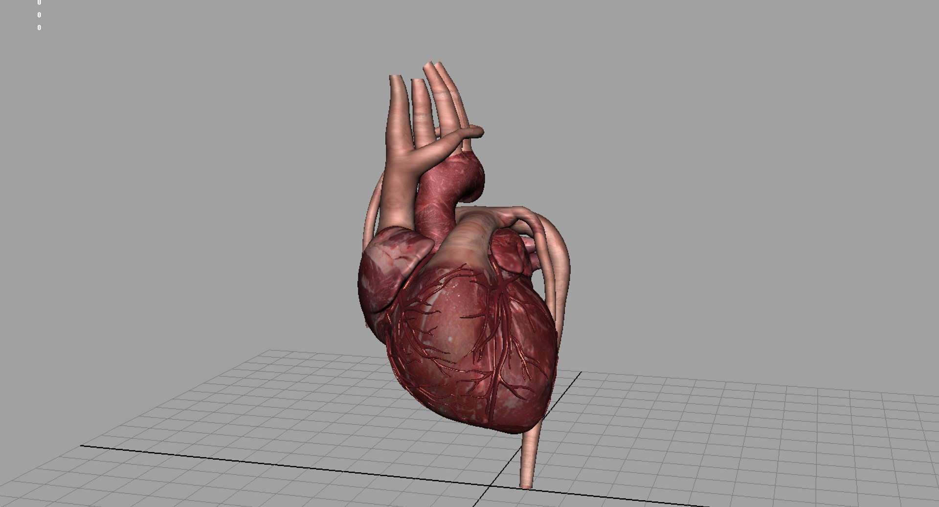 3D Heart Model - TurboSquid 1512630