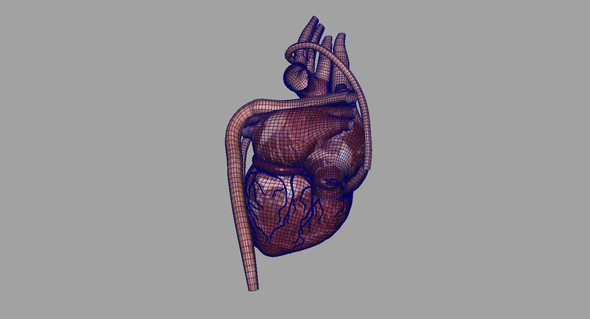 3D Heart Model - TurboSquid 1512630