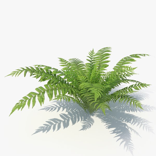 Fern 3D Models for Download | TurboSquid