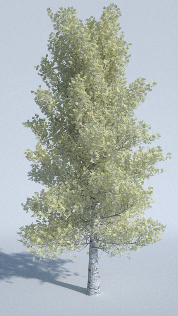 3d Model Birch Tree