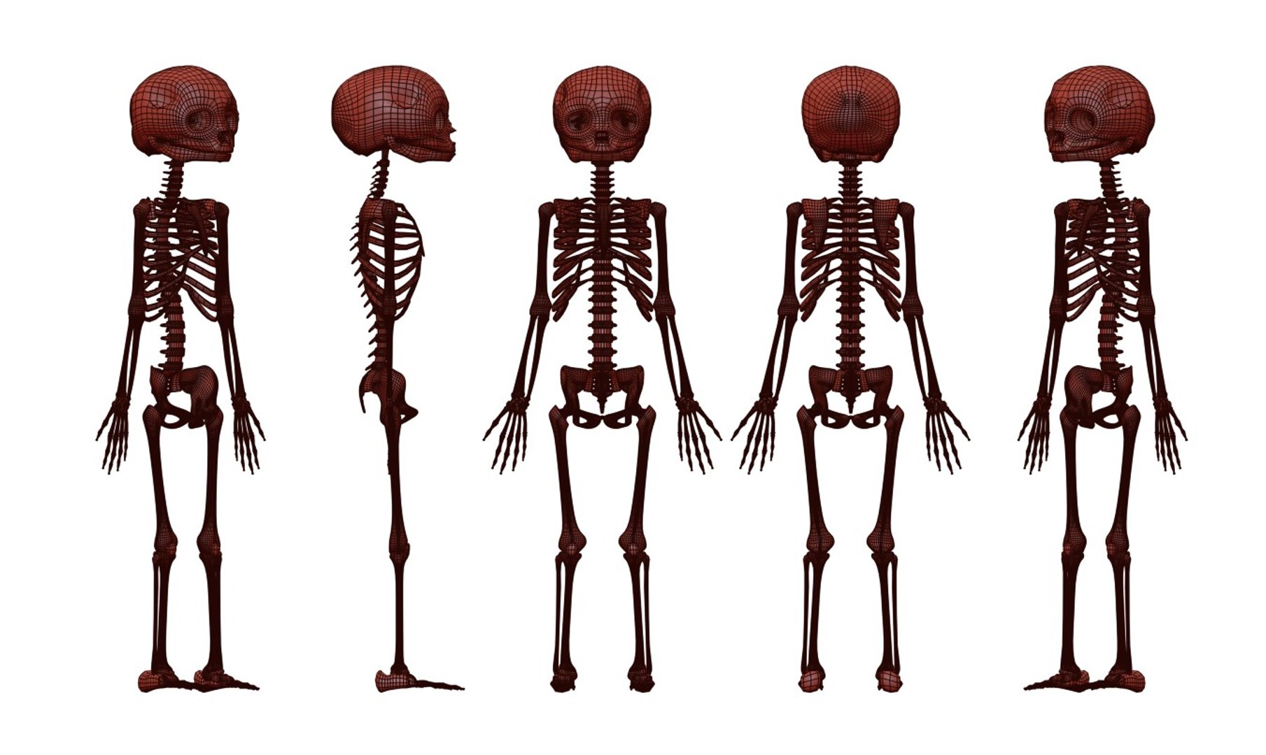 Foetus Skeleton - Pbr 3D Model - TurboSquid 1580838