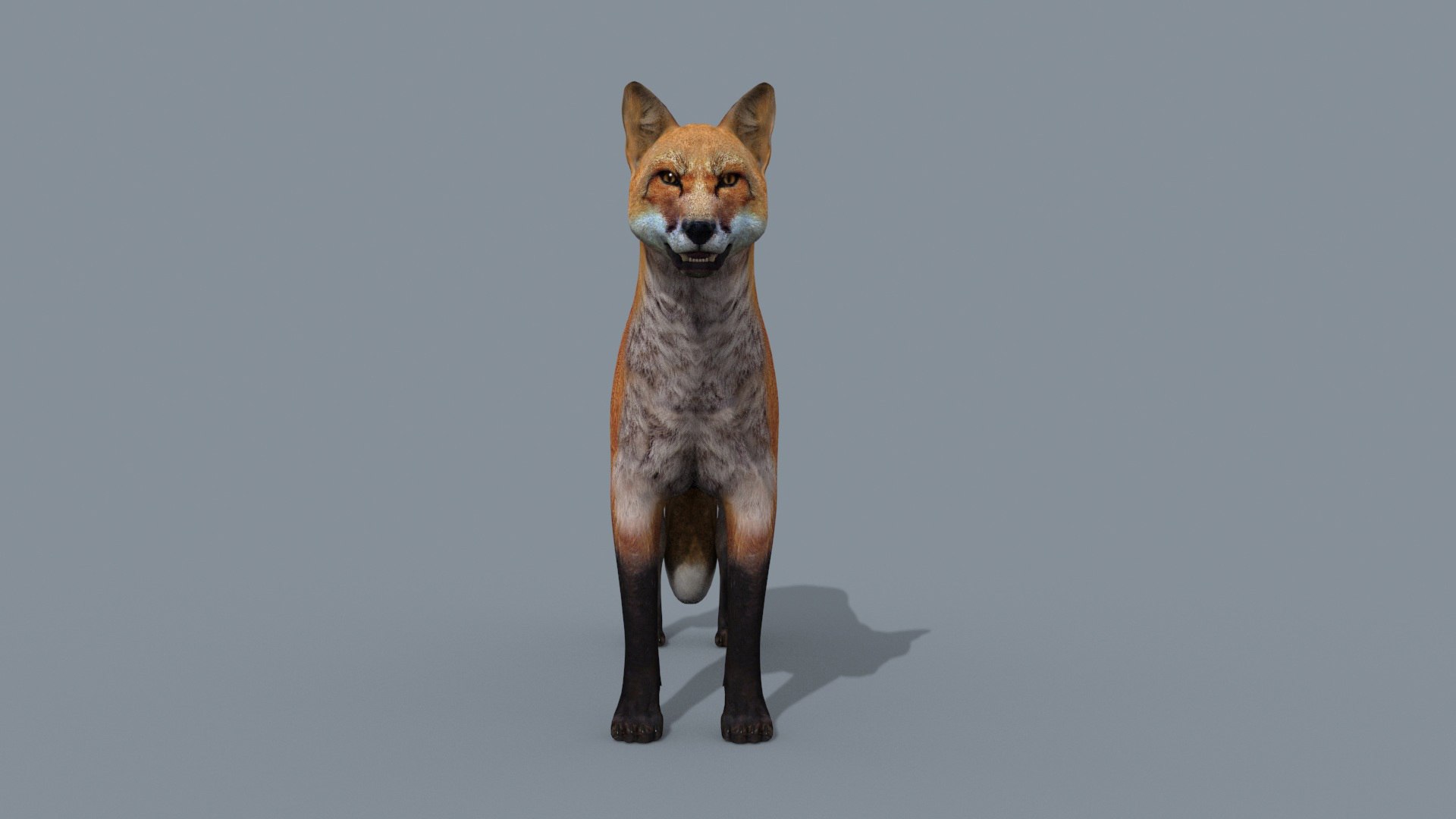 My Fox - 3d Animated Fox Model 3D Model - TurboSquid 2037771