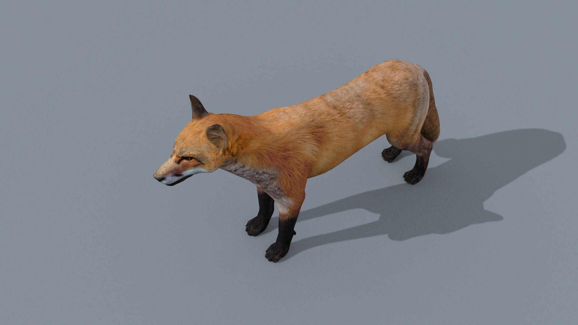 My Fox - 3d Animated Fox Model 3D Model - TurboSquid 2037771