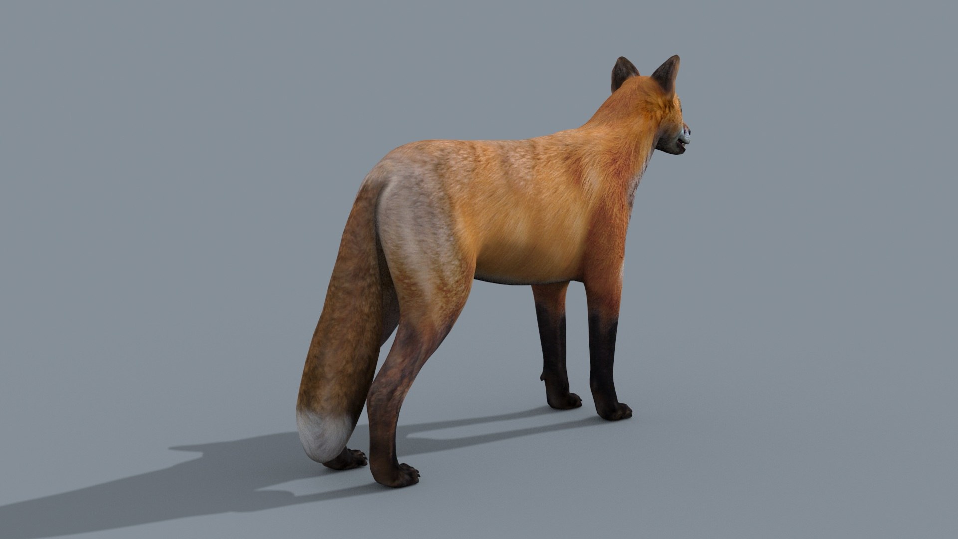 My Fox - 3d Animated Fox Model 3D Model - TurboSquid 2037771