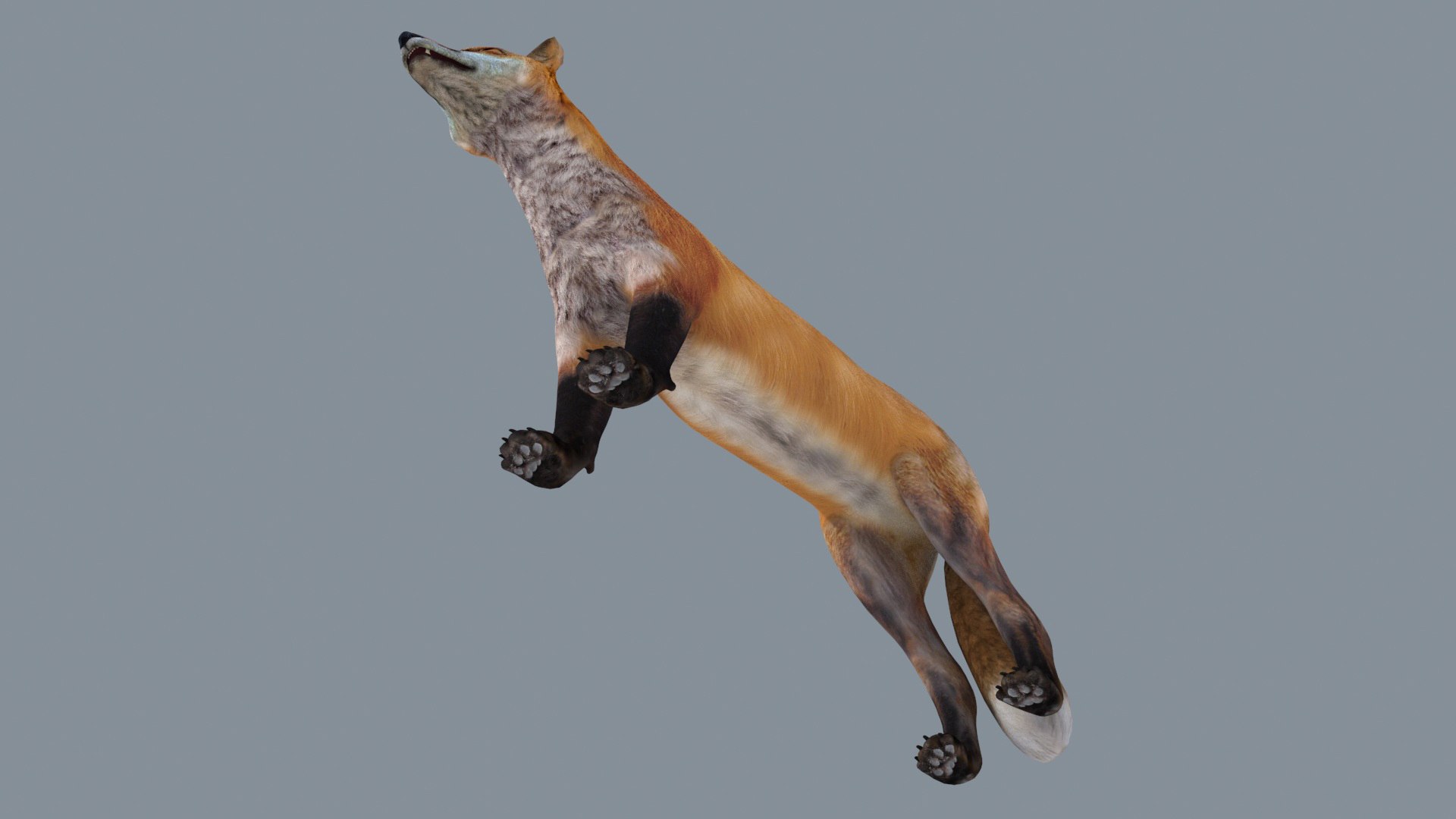My Fox - 3d Animated Fox Model 3D Model - TurboSquid 2037771