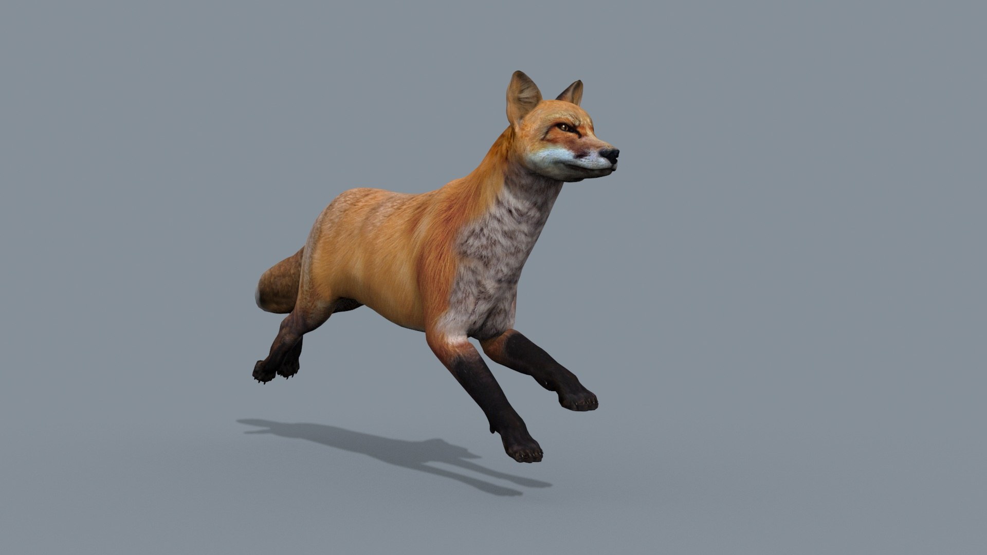 My Fox - 3d Animated Fox Model 3D Model - TurboSquid 2037771