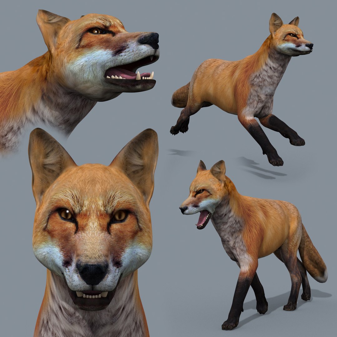 My Fox - 3d Animated Fox Model 3D Model - TurboSquid 2037771