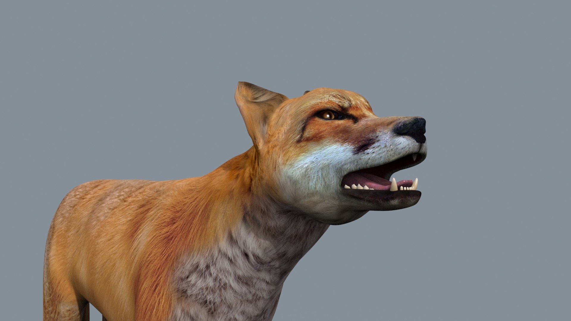 My Fox - 3d Animated Fox Model 3D Model - TurboSquid 2037771