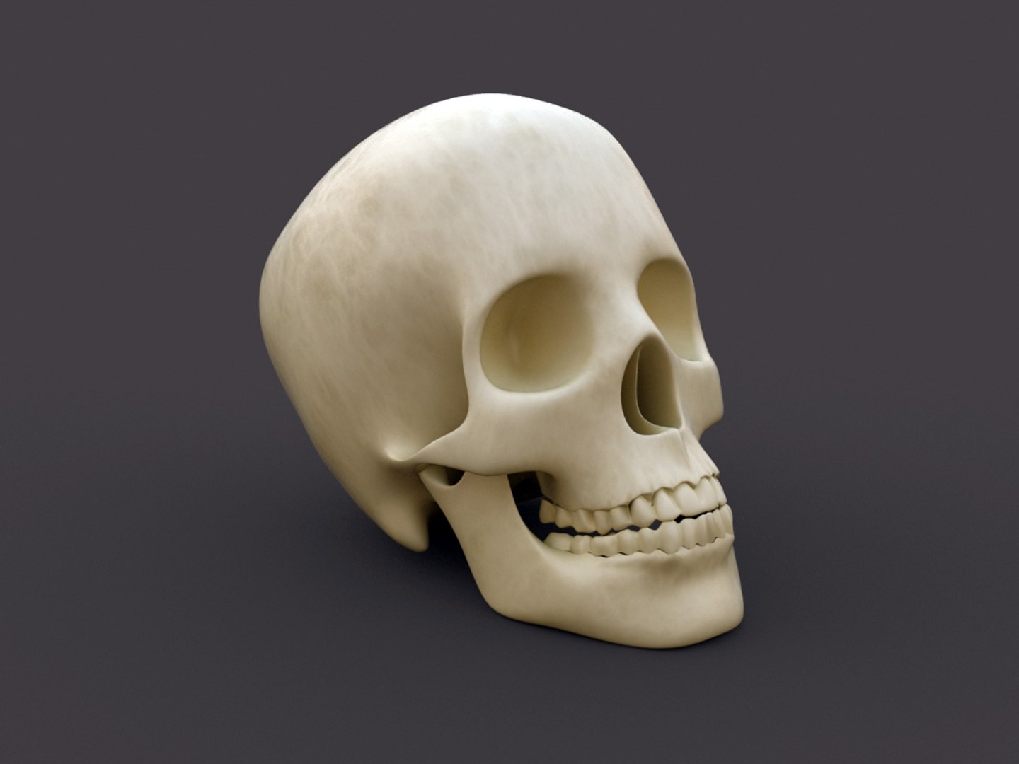 3d Human Skull