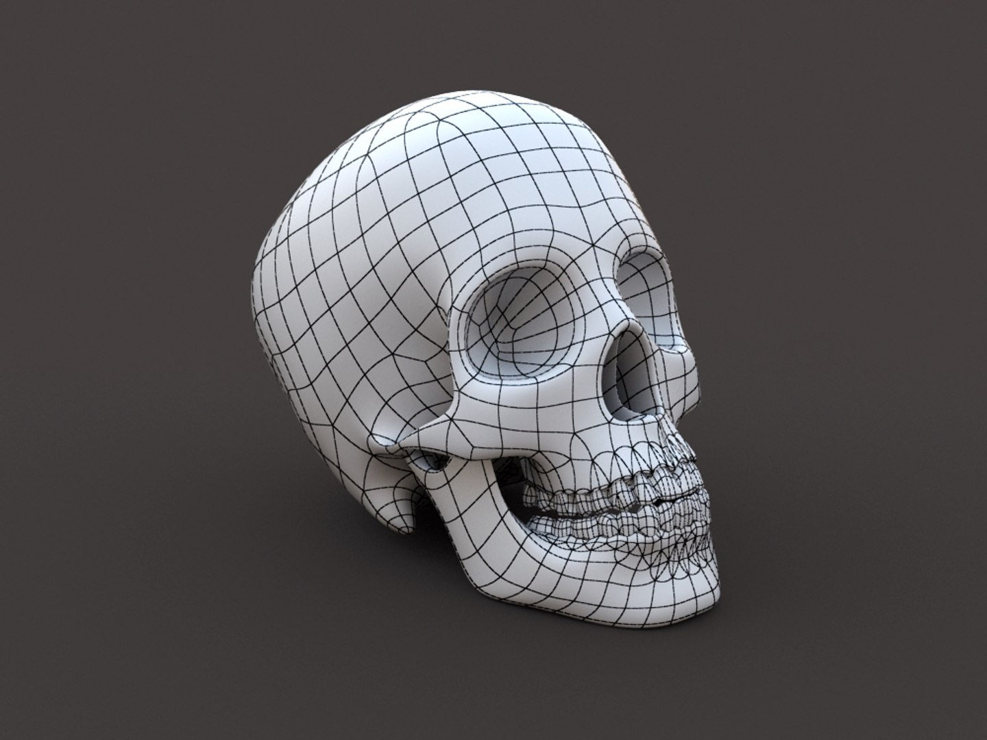3d Human Skull
