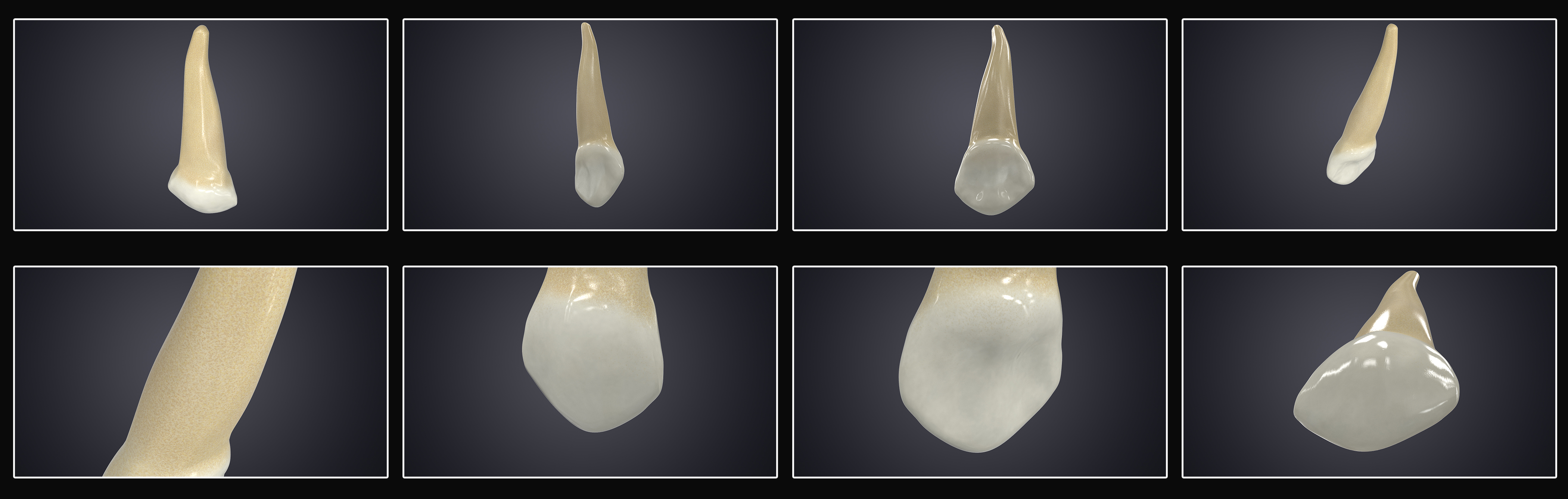 3D upper human teeth - TurboSquid 1617853