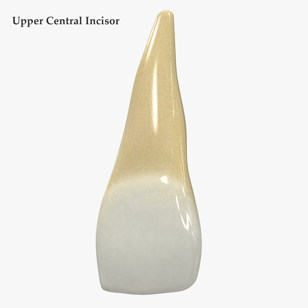 3D upper human teeth - TurboSquid 1617853