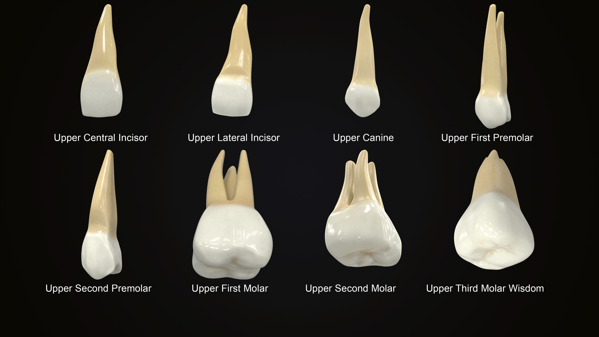 3D upper human teeth - TurboSquid 1617853