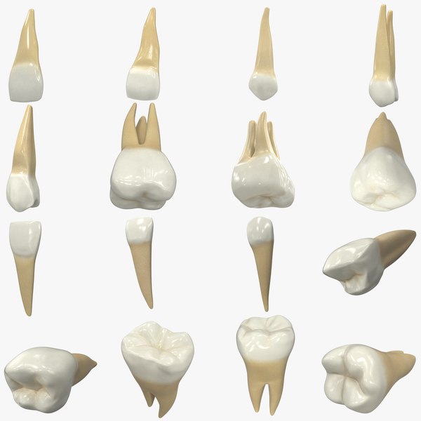 teeth 3d model