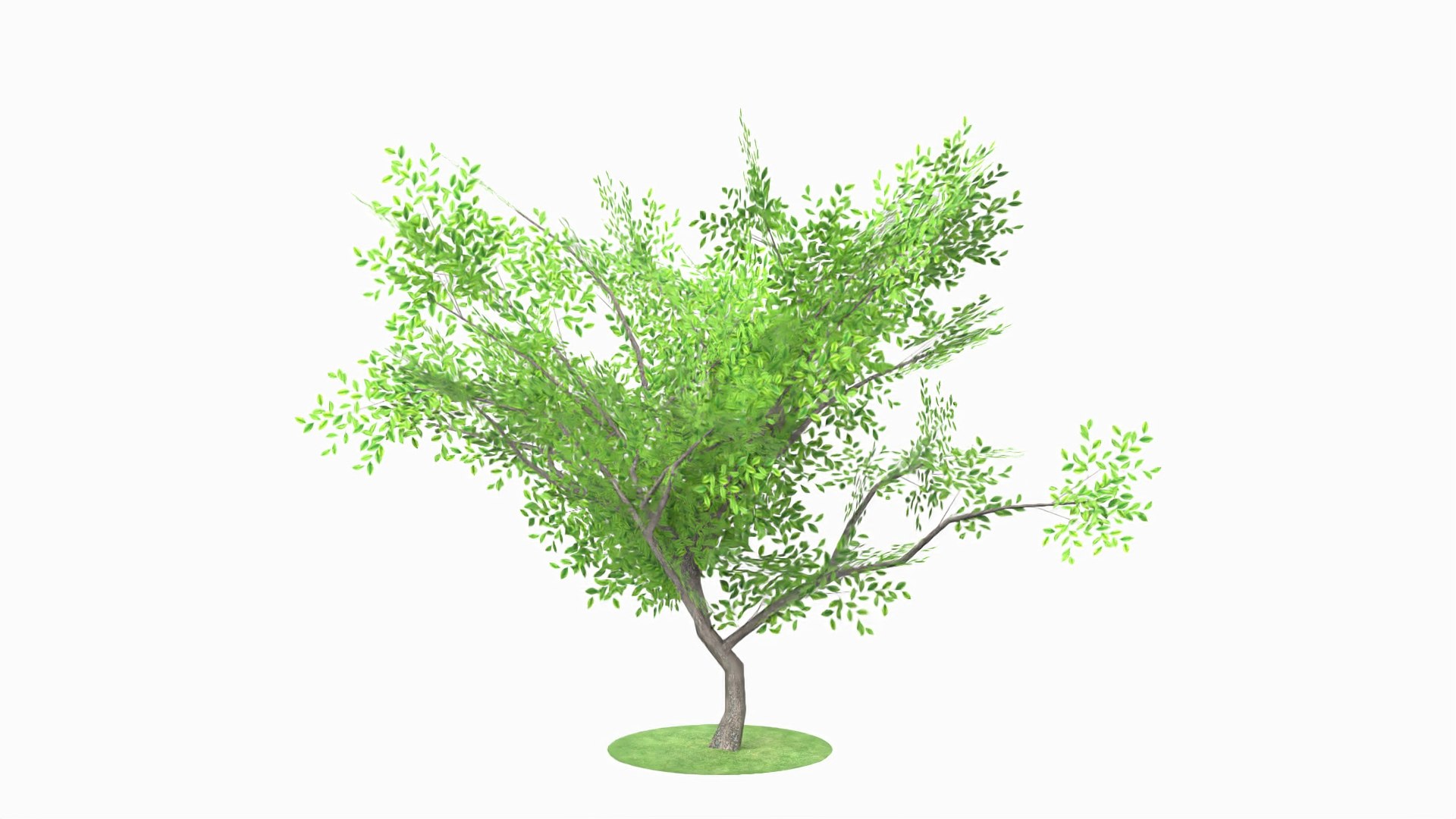 Citrus Summer 3D Model - TurboSquid 1618908
