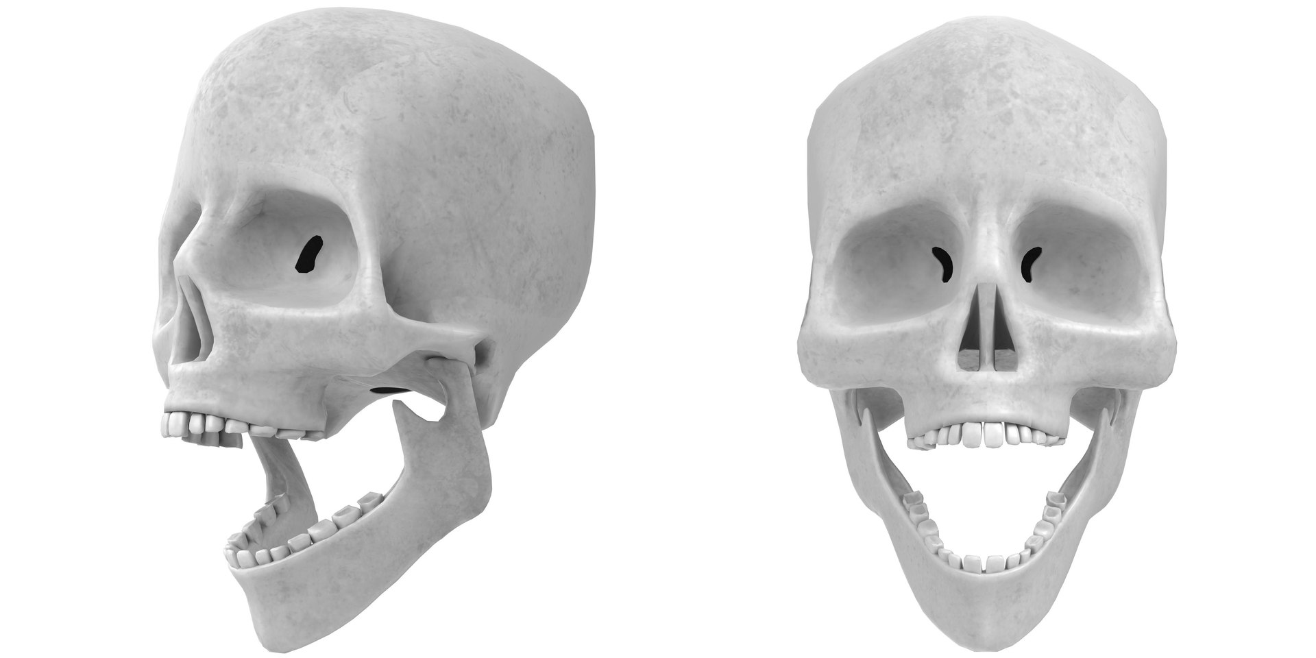 Pbr Uv-textured Human Skull 3d Model