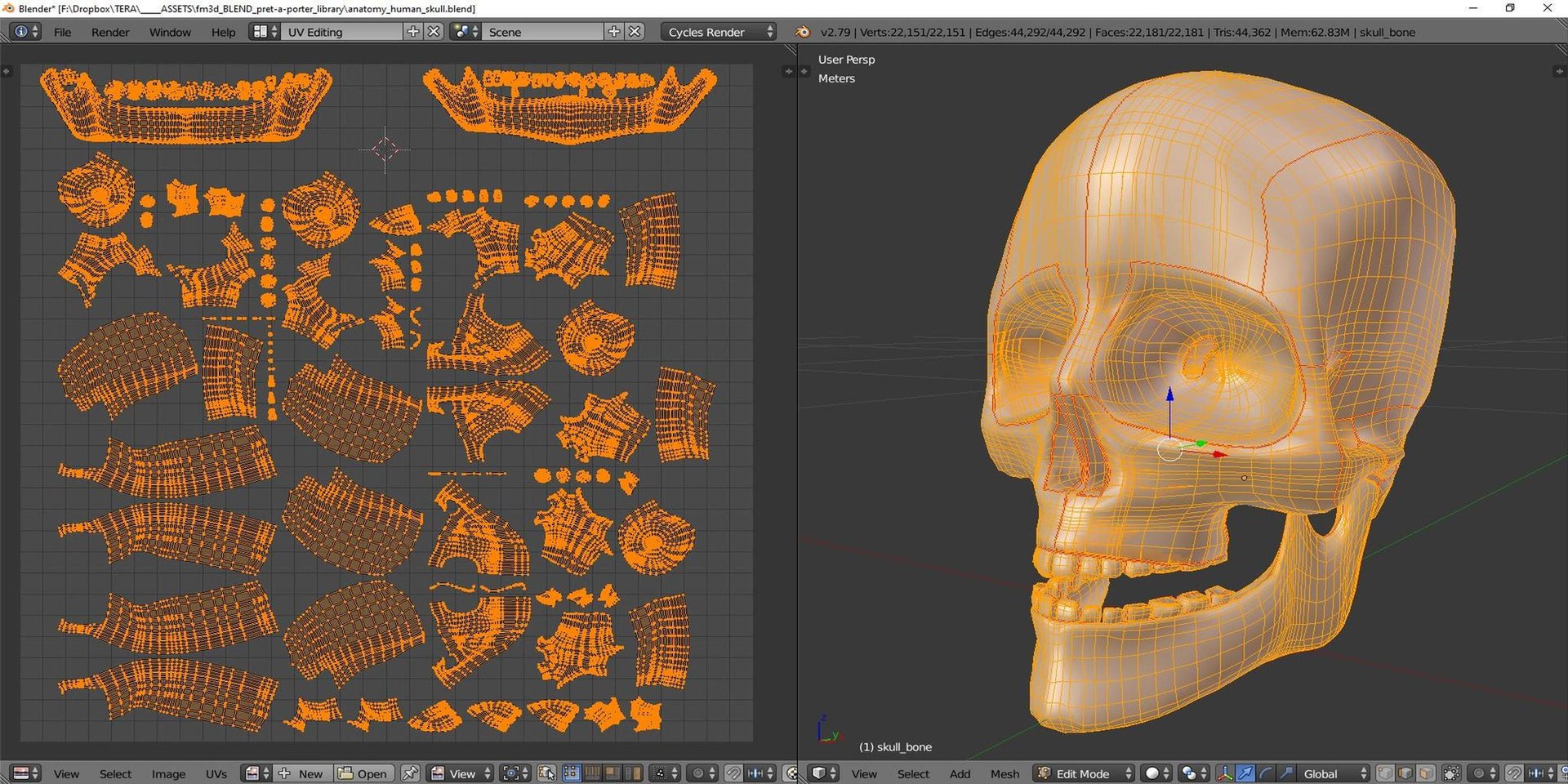 Pbr Uv-textured Human Skull 3d Model