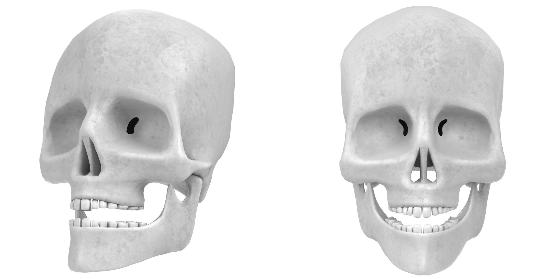 Pbr Uv-textured Human Skull 3d Model