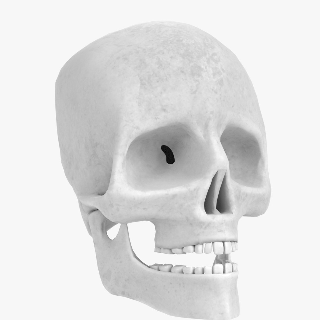 Pbr Uv-textured Human Skull 3d Model