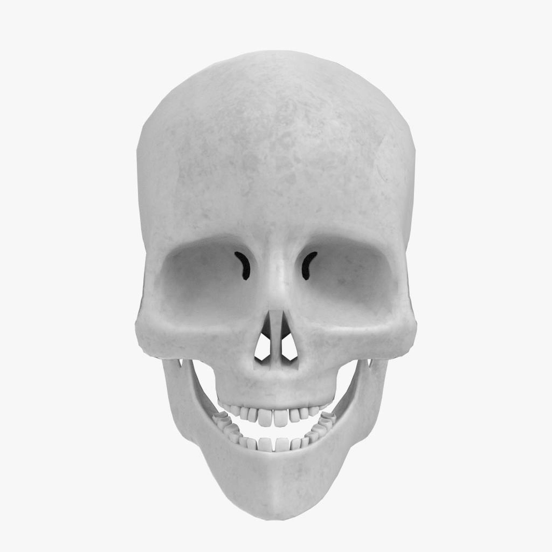 Pbr Uv-textured Human Skull 3d Model