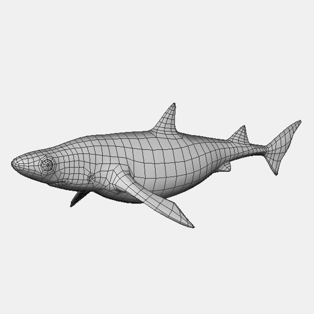3d shark