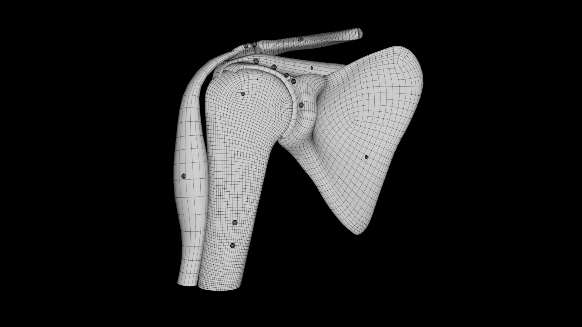 Human Anatomy-Upper Limb Shoulder 3D Model - TurboSquid 2229785