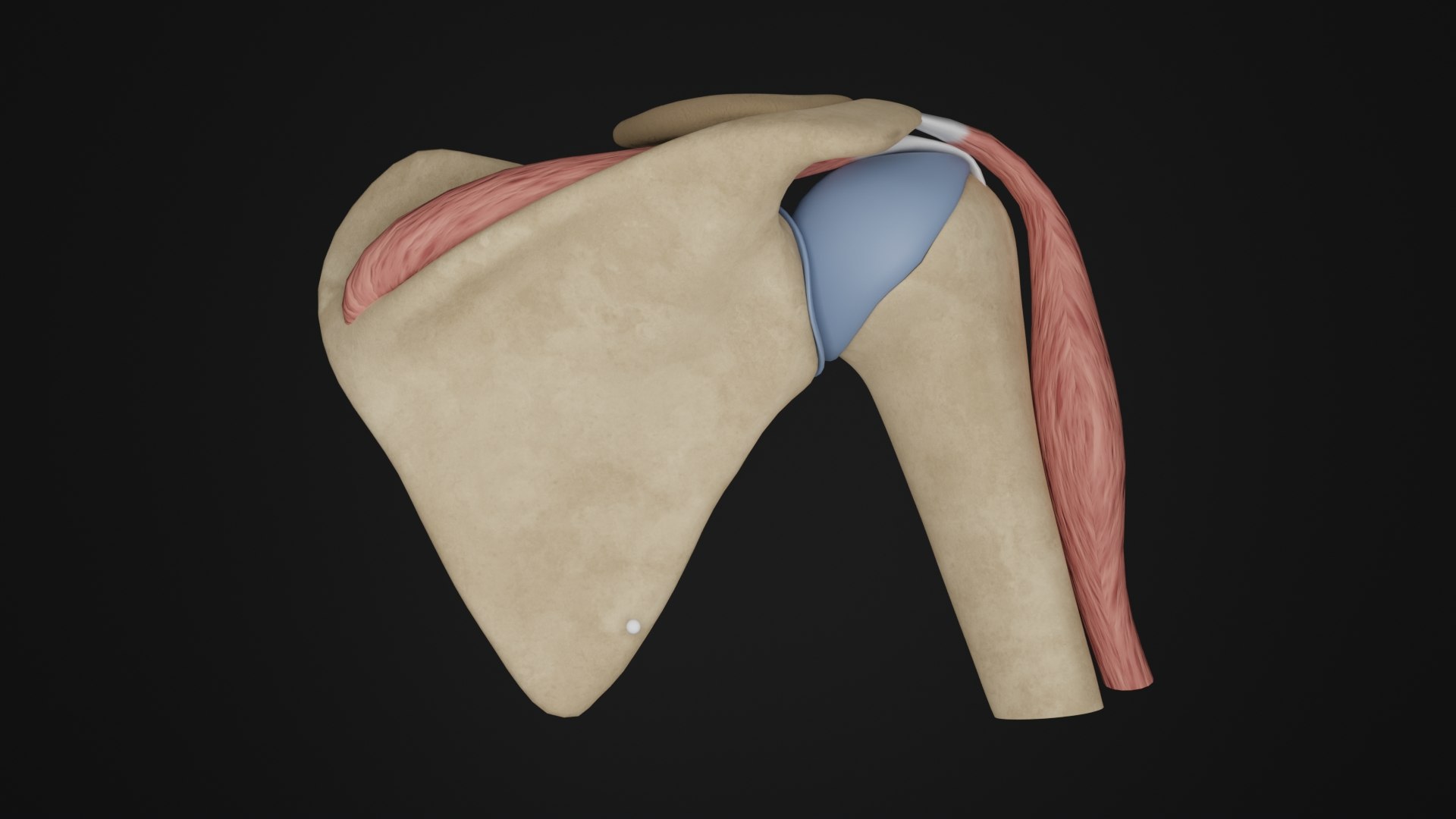 Human Anatomy-Upper Limb Shoulder 3D Model - TurboSquid 2229785