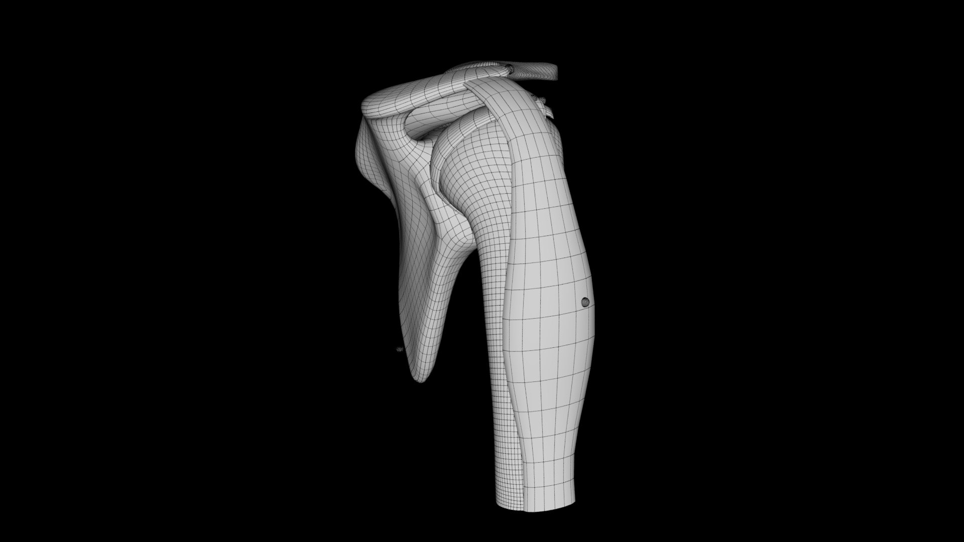 Human Anatomy-Upper Limb Shoulder 3D Model - TurboSquid 2229785