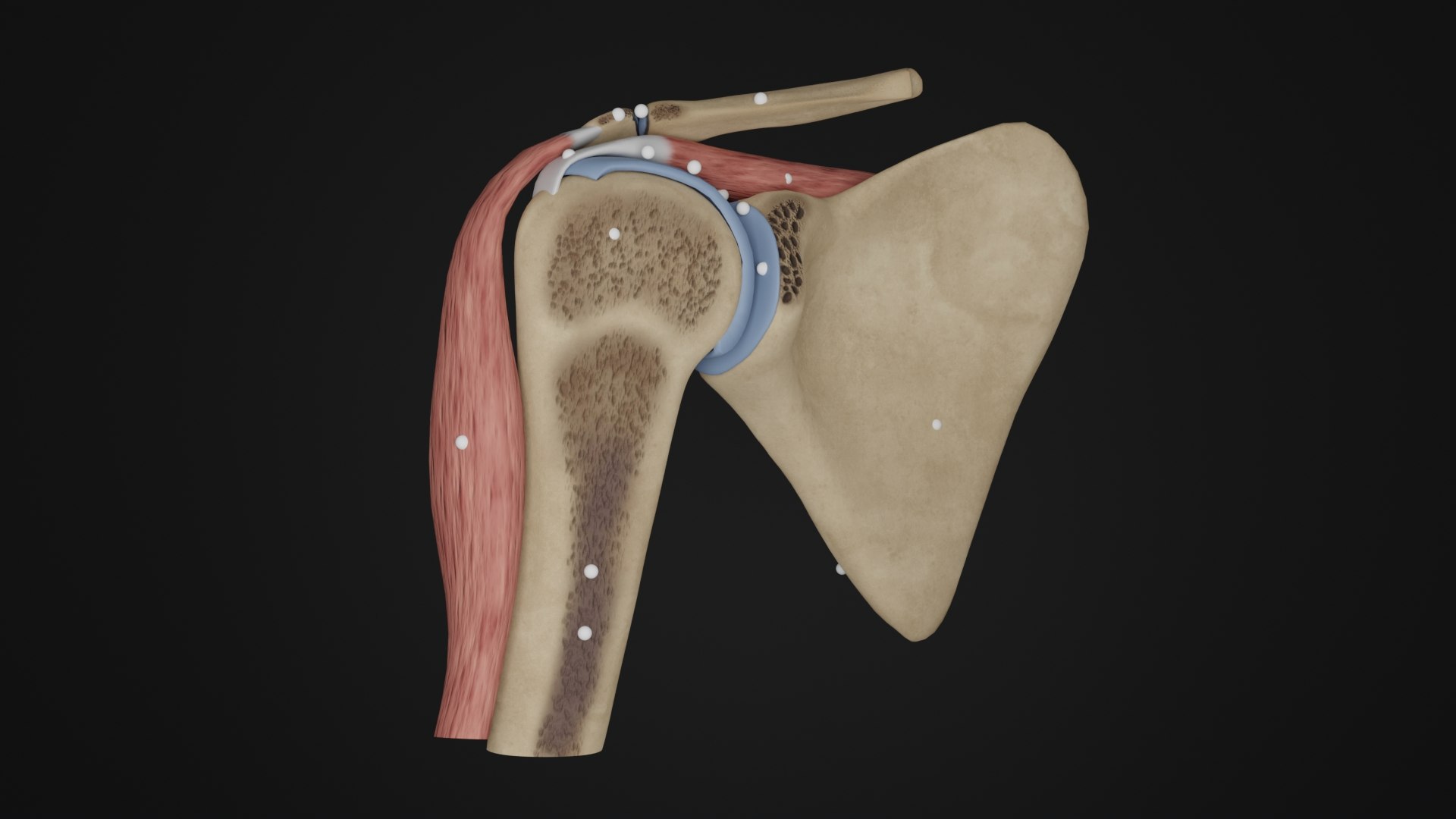 Human Anatomy-Upper Limb Shoulder 3D Model - TurboSquid 2229785