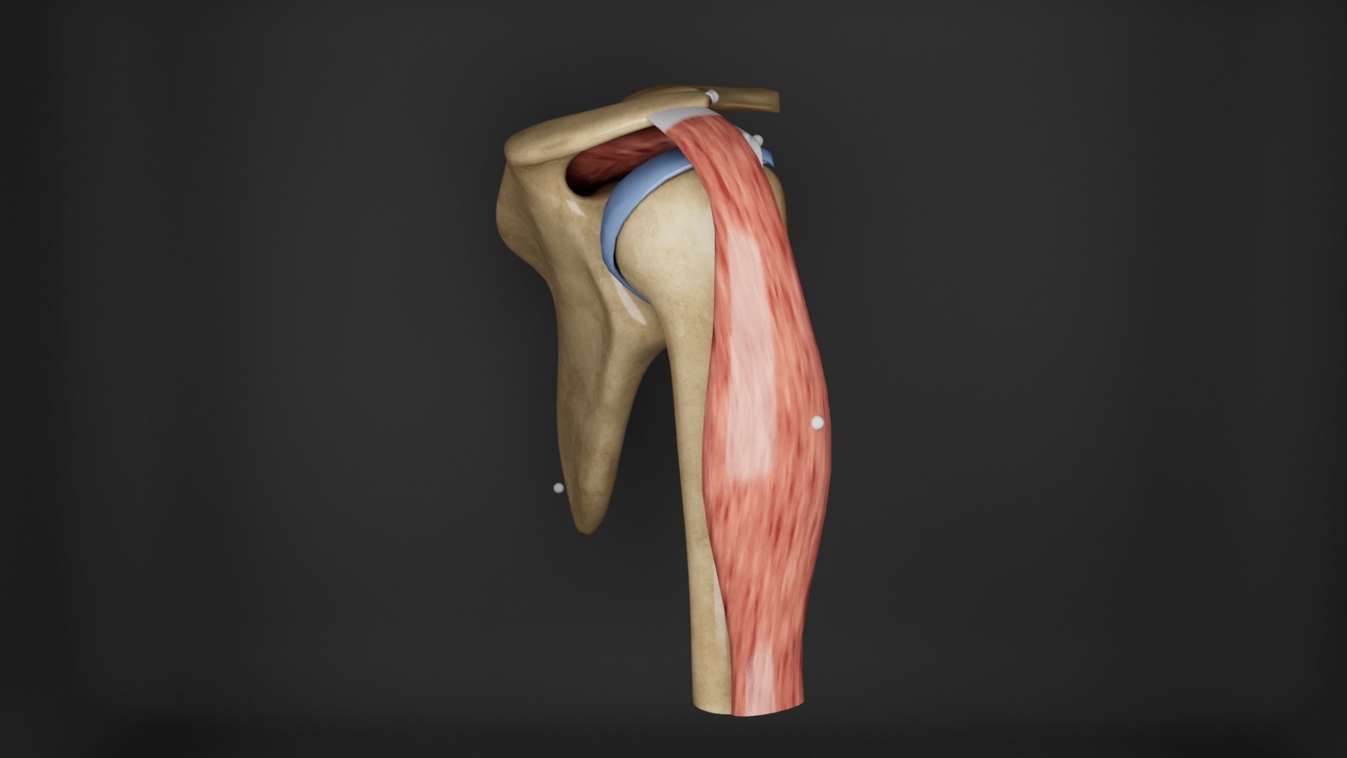 Human Anatomy-Upper Limb Shoulder 3D Model - TurboSquid 2229785