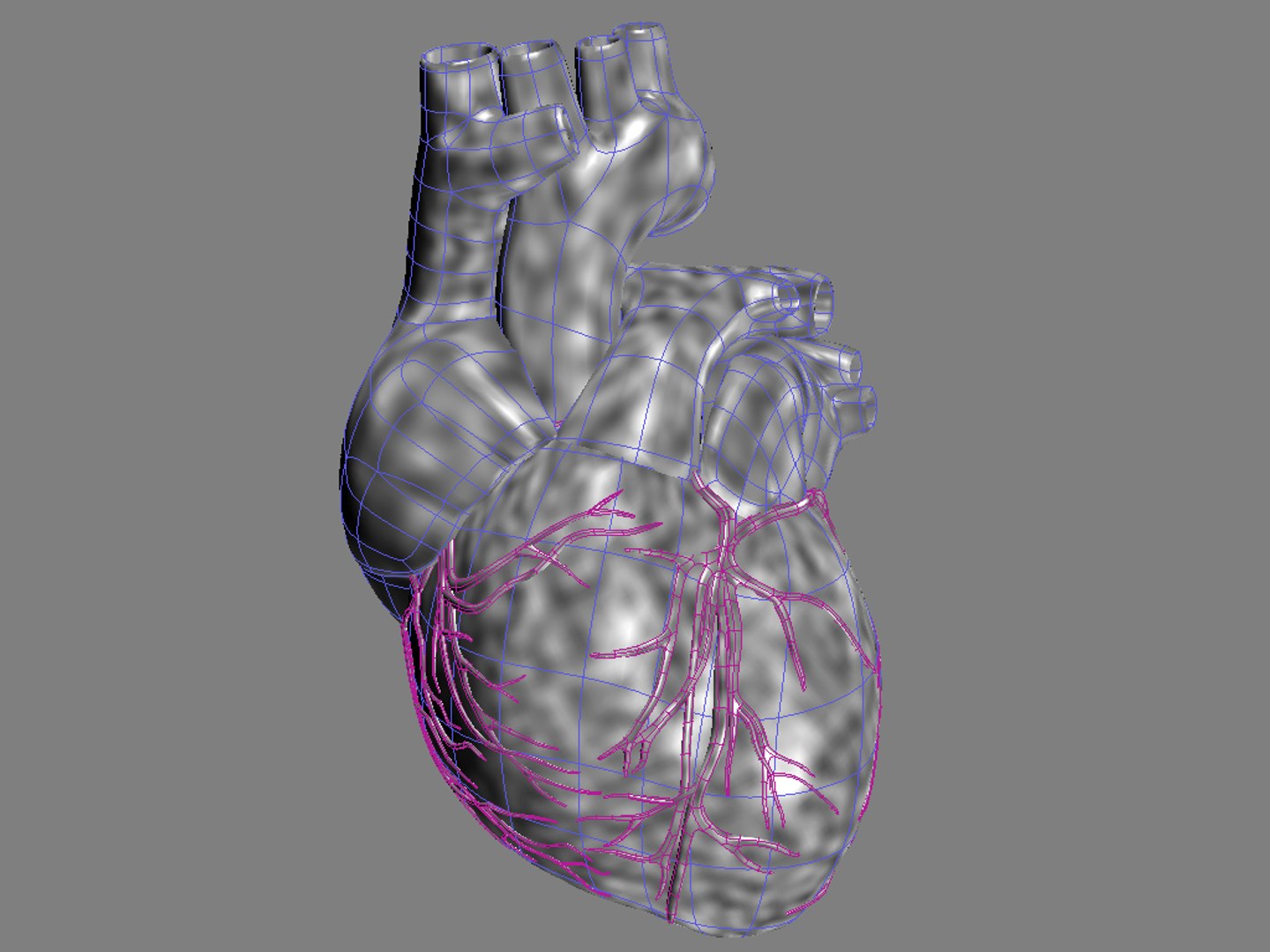 Max Human Heart