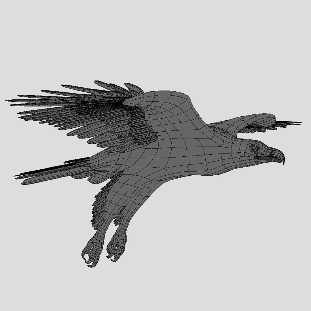 Birds American Bald 3d Obj
