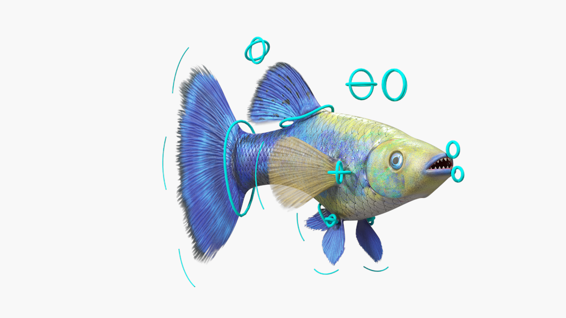 3D Guppy Fish Blue Diamond Rigged - TurboSquid 2270277