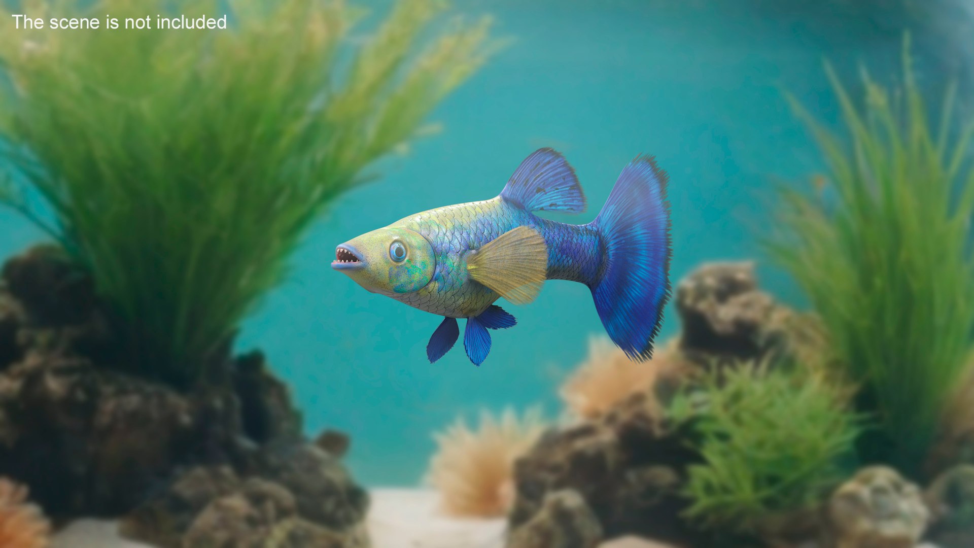 3D Guppy Fish Blue Diamond Rigged - TurboSquid 2270277