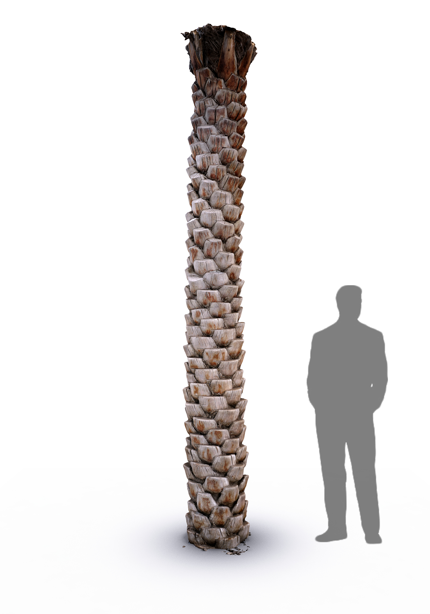 scan-date-palm-tree-trunk-3d-model