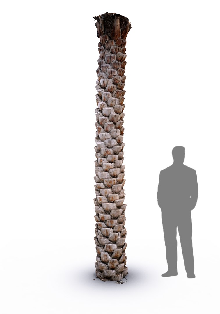 scan date palm tree trunk 3d model