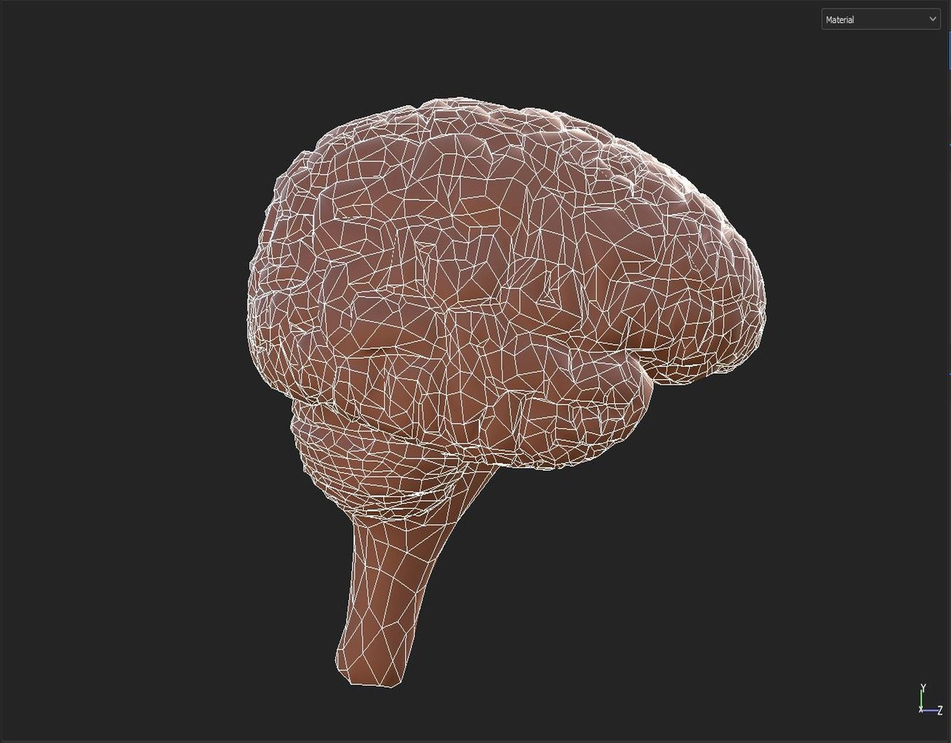 Brain 3D - TurboSquid 2341836